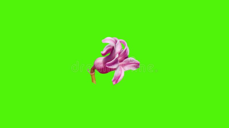 Realistic Flower Animated, Chroma Key Background, Seamless Loop Stock ...