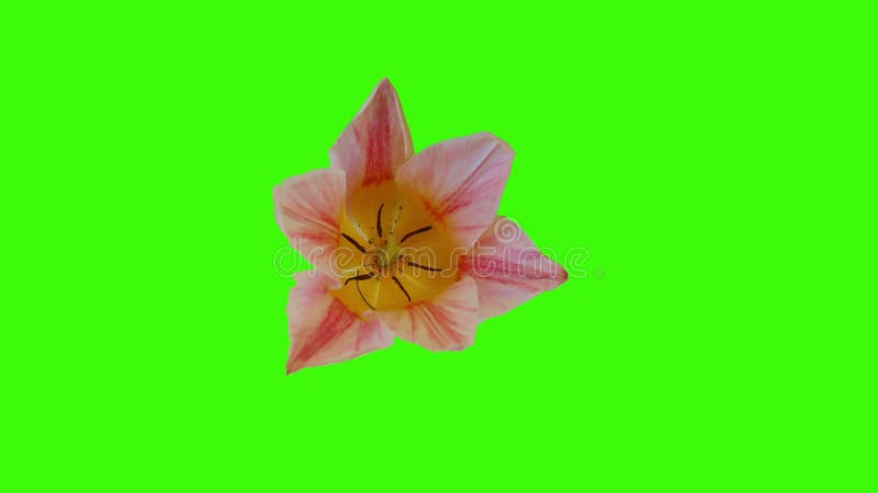 Realistic Flower Animated, Chroma Key Background, Seamless Loop Stock ...