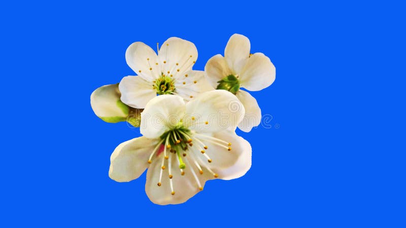 Realistic Flower Animated, Chroma Key Background, Seamless Loop Stock ...