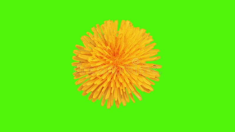 Realistic Flower Animated, Chroma Key Background, Seamless Loop Stock ...