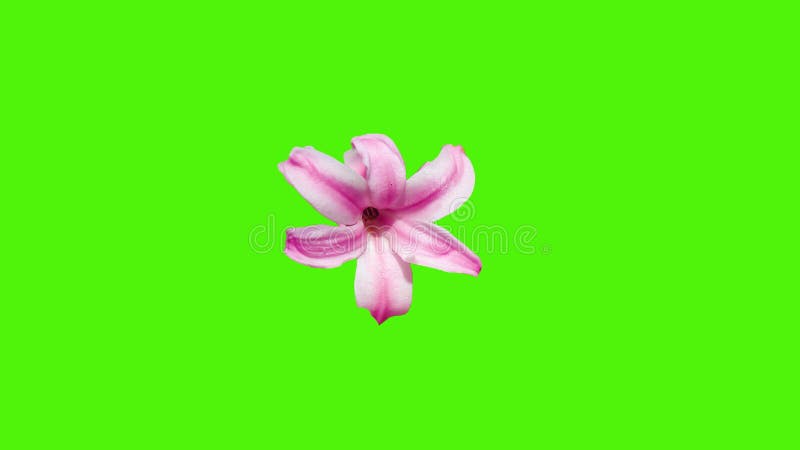 Realistic Flower Animated, Chroma Key Background, Seamless Loop Stock ...