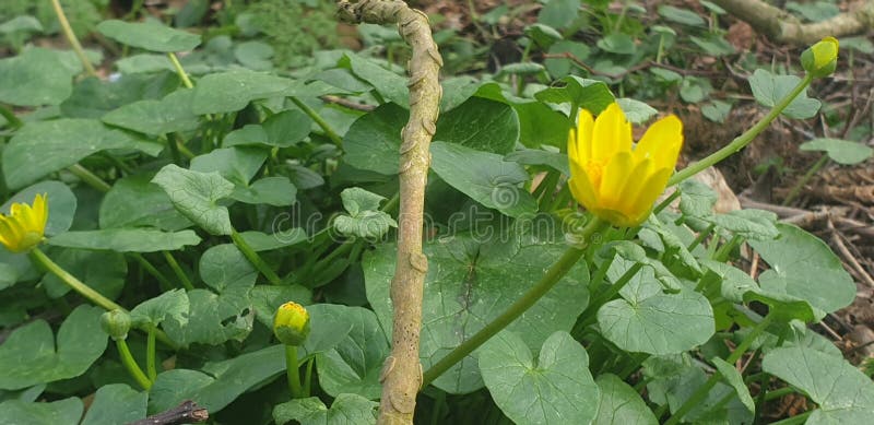 Realistic Flower with Stick Stock Photo - Image of woorden, tree: 174879624