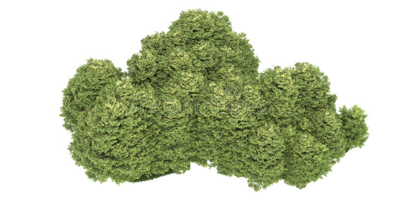 Trees Plan View Realistic Stock Illustrations – 12 Trees Plan View ... Trees Plan View Realistic Stock Illustrations – 12 Trees Plan View ...