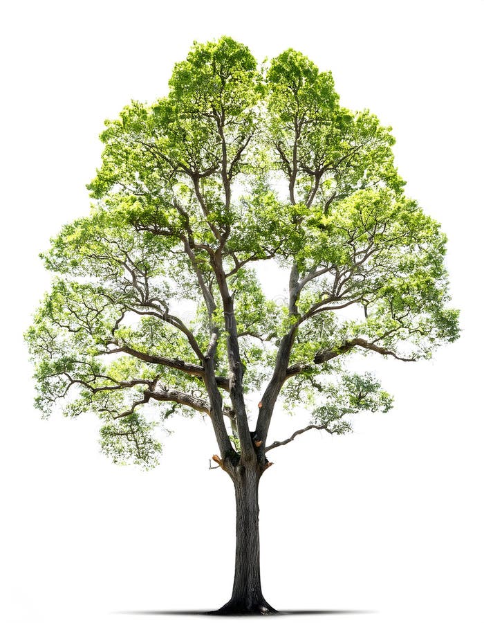 Realistic Forest Trees on White Background Beautiful Deciduous Tree ...