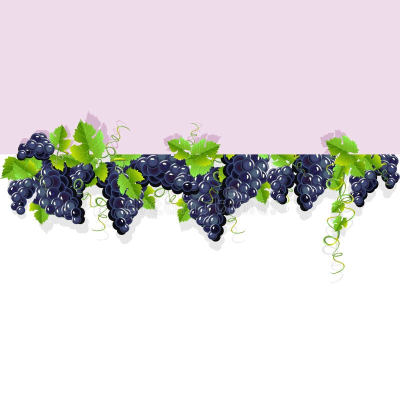 A Realistic Frame with Black Grapes Stock Vector - Illustration of ...