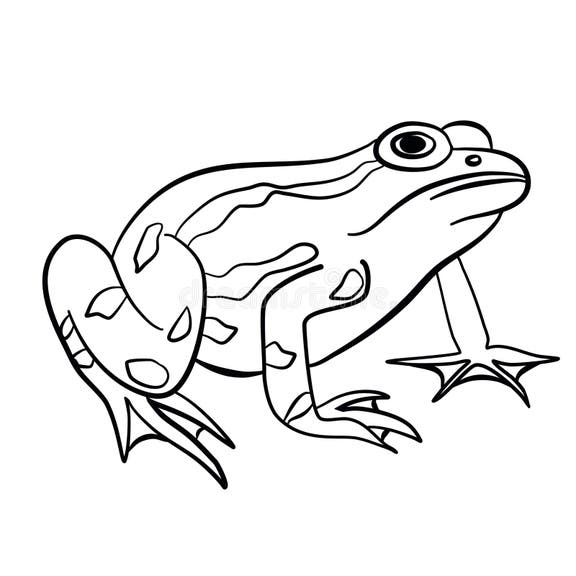Realistic Frog Outline Flat Vector Illustration on White Background in ...