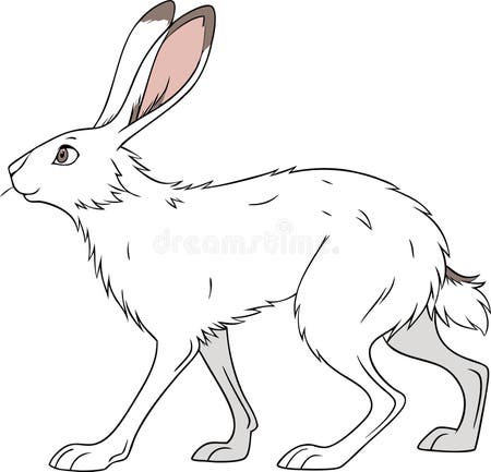 Rabbit , Full Body Realistic Image, White Background Stock Illustration ...