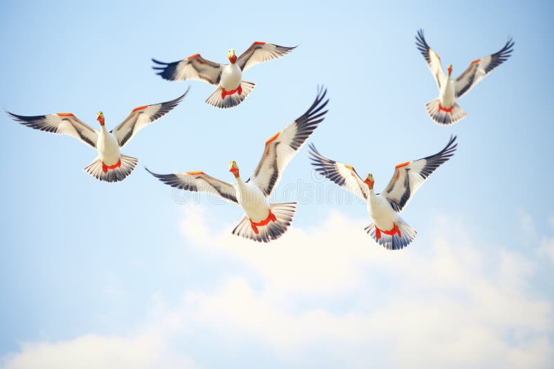 Realistic Geese Flying in a Tight V-formation Stock Photo - Image of ...
