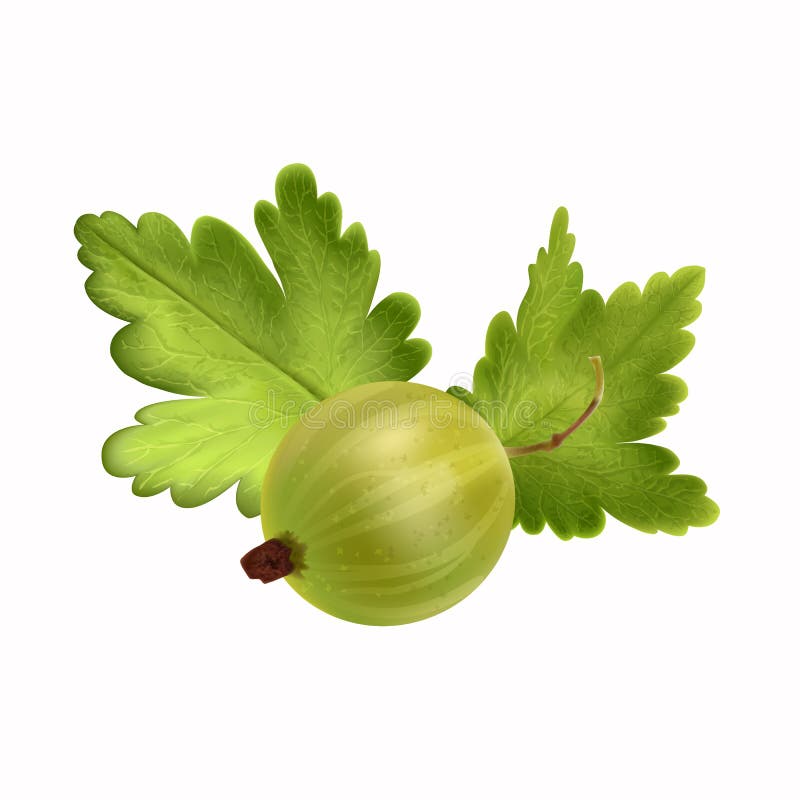 Realistic Gooseberry on White Background Isolated Vector Illustration ...