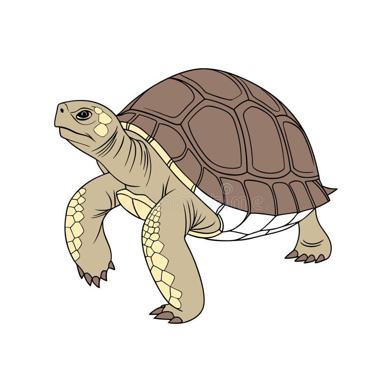 Realistic Gopher Tortoise in Its Ecosystem Stock Illustration ...