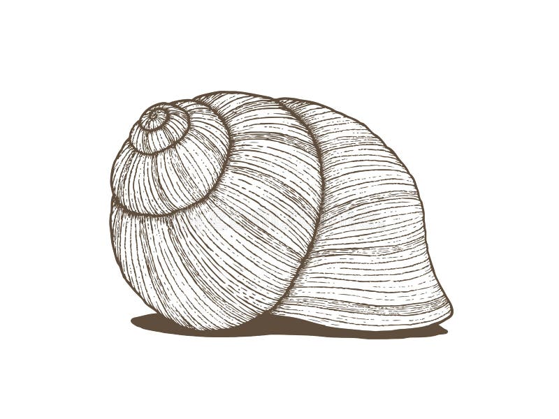 Realistic Hand Drawn Grapevine Snail Shell Vector Stock Vector ...