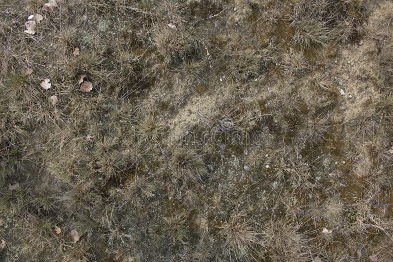 Realistic Grass, Surface, Top View. Empty Space, Design Element Stock ...