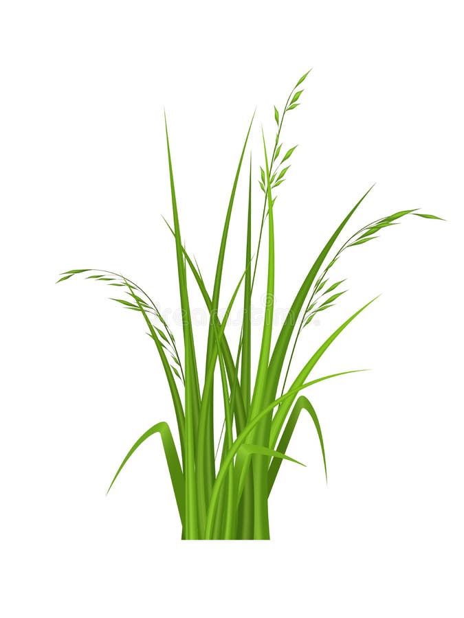 Realistic grass vector stock vector. Illustration of realistic - 221237121