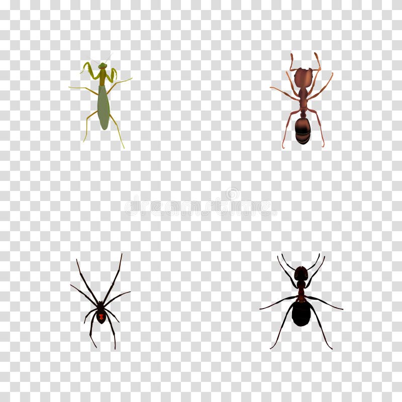 Realistic Grasshopper, Ant, Emmet and Other Vector Elements. Set of ...