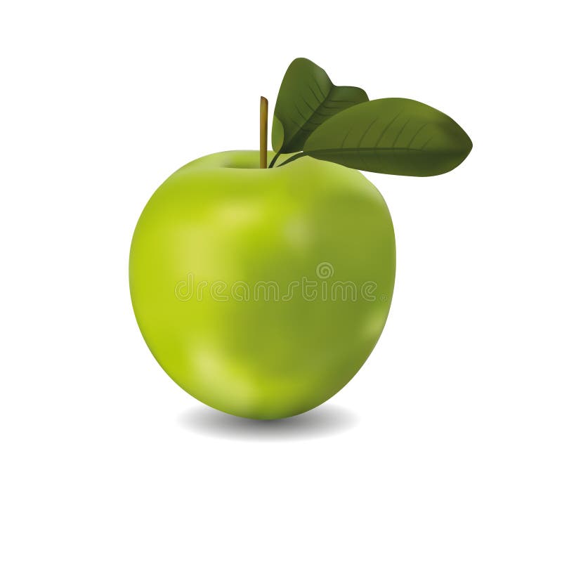 Realistic Green Apple with Shade Stock Vector - Illustration of kitchen ...