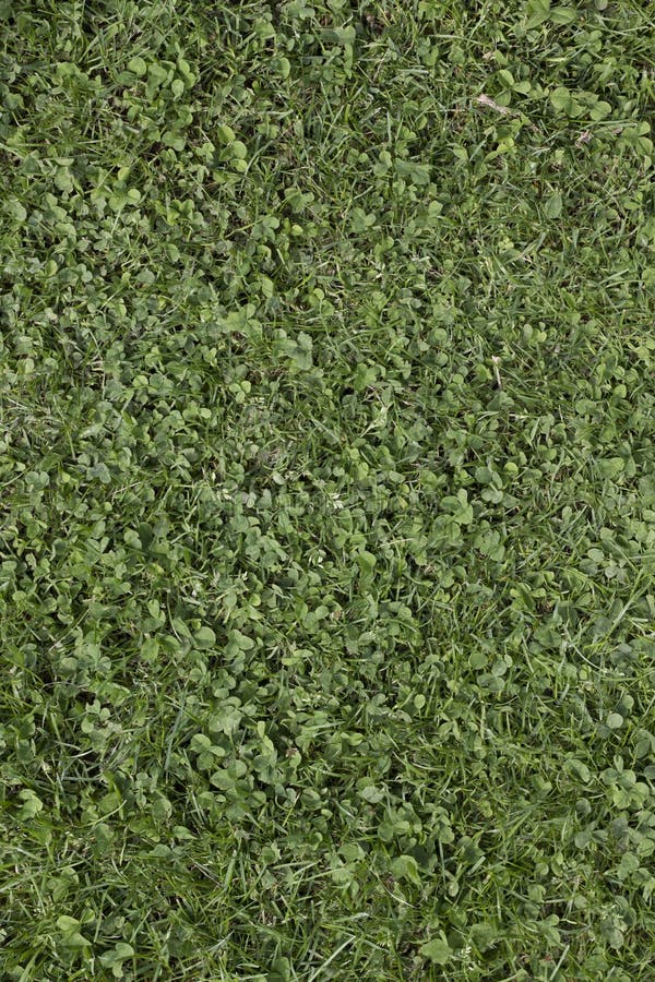 Realistic Green Grass, Surface, Top View. Empty Space, Design Element ...