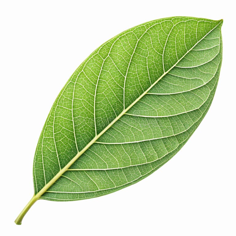 Realistic Green Leaf Vector on Transparent Background for Nature ...
