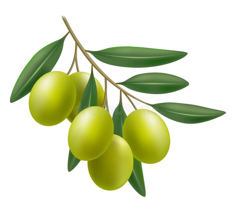 Realistic Green Olive Branch Stock Illustration - Illustration of ...