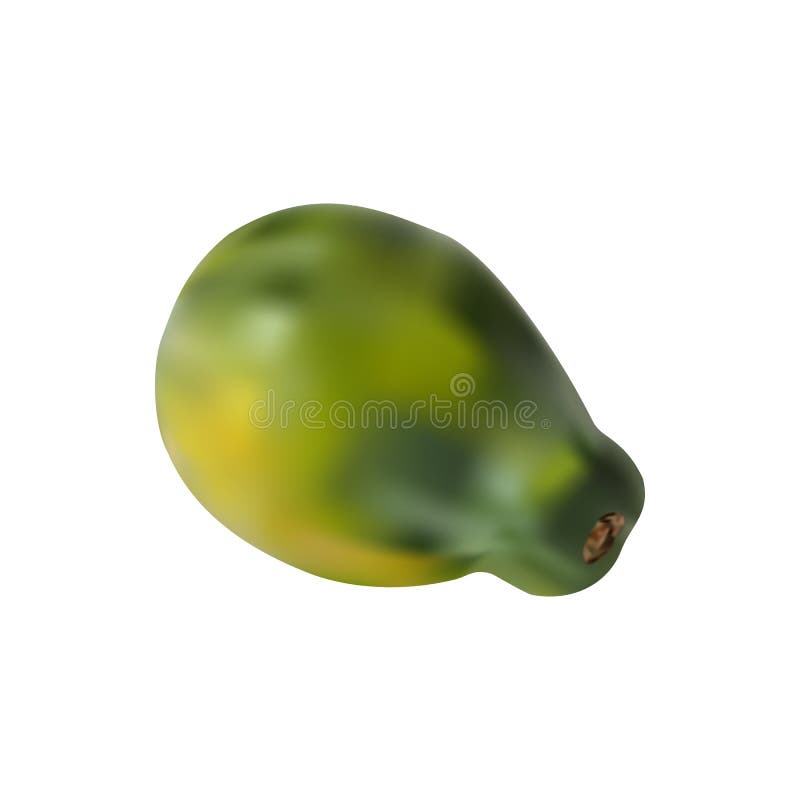 Realistic Green Papaya. Full Editable, Isolated on White Stock Vector ...