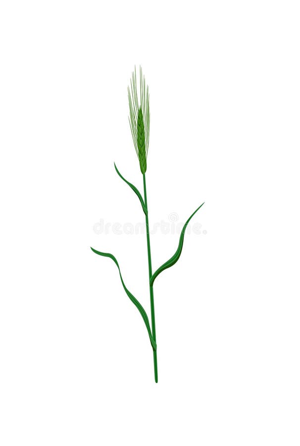 Rye Realistic Illustration stock illustration. Illustration of natural ...