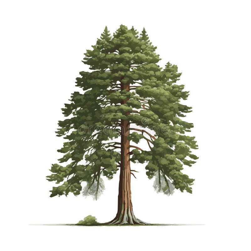 Realistic Green Tallest Tree in the World Sequoia on a White Background ...