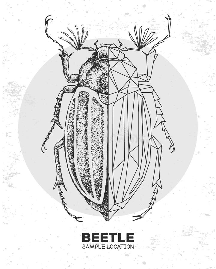 Realistic Hand Drawing and Polygonal Beetle. Artistic Bug ...