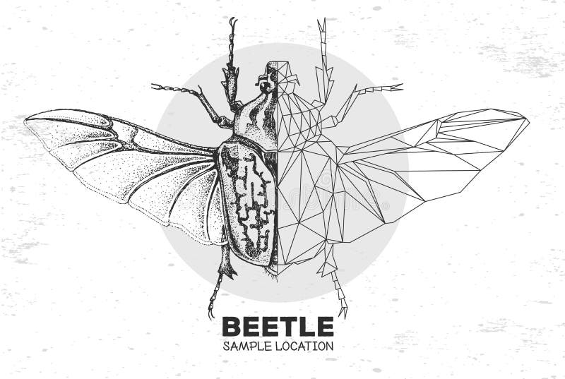 Realistic Hand Drawing and Polygonal Goliath Beetle. Artistic Bug ...