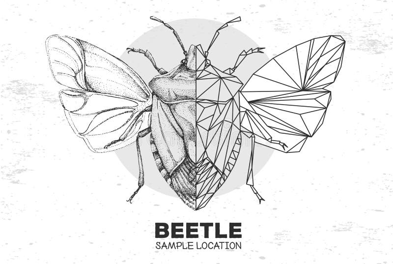 Realistic Hand Drawing and Polygonal Shield Beetle. Artistic Bug ...