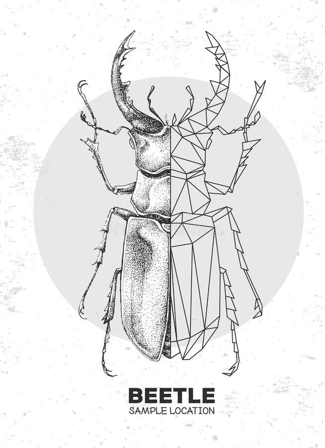 Realistic Hand Drawing and Polygonal Stag Beetle. Artistic Bug ...