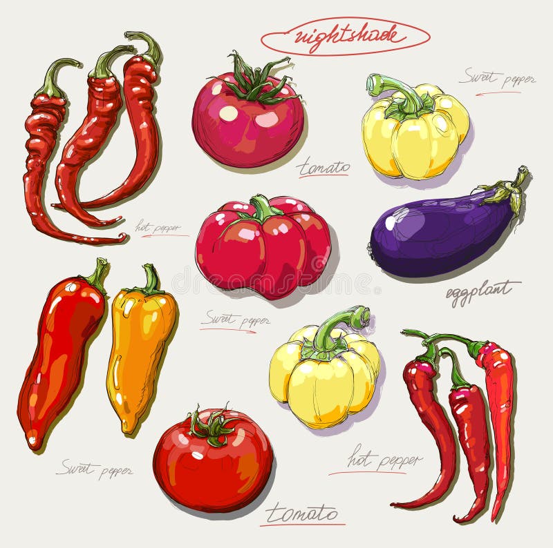 Realistic Hand Drawing Set of Vegetables Stock Illustration ...