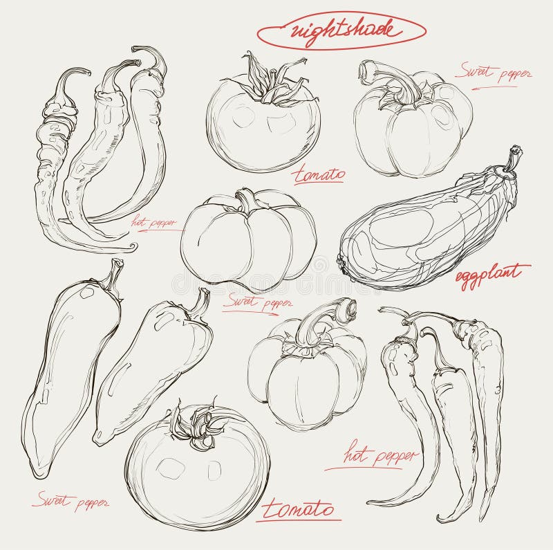 Realistic Hand Drawing Set of Vegetables Stock Illustration ...