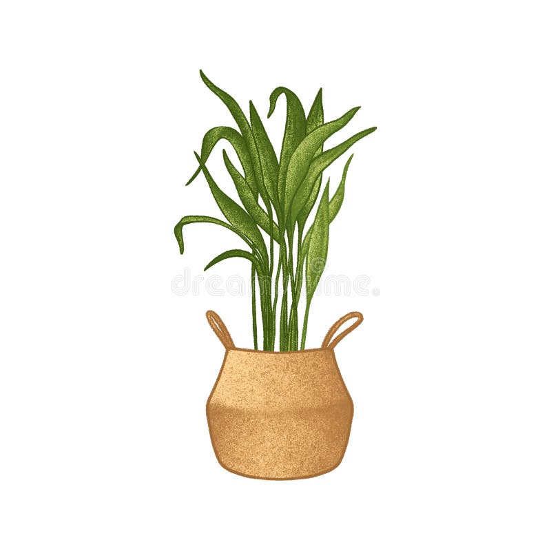 Hand Drawn Houseplant In Pot Isolated On White Background Potted