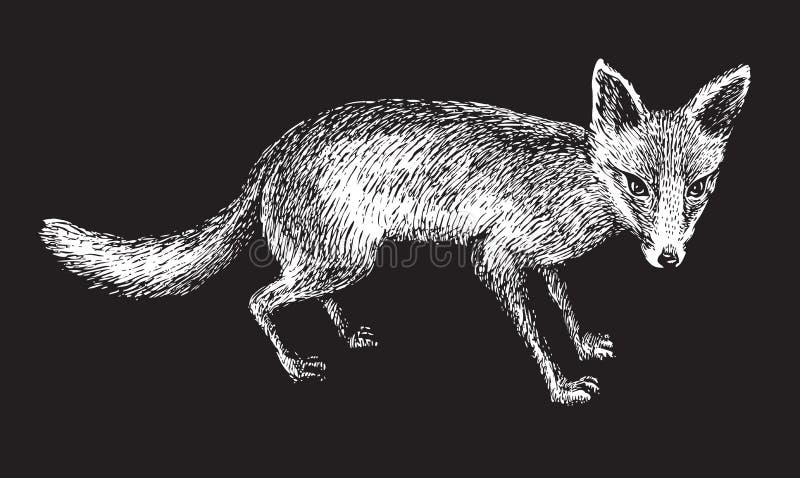 Realistic Hand Drawn Sketch Drawing of Predator Fox Stock Vector ...