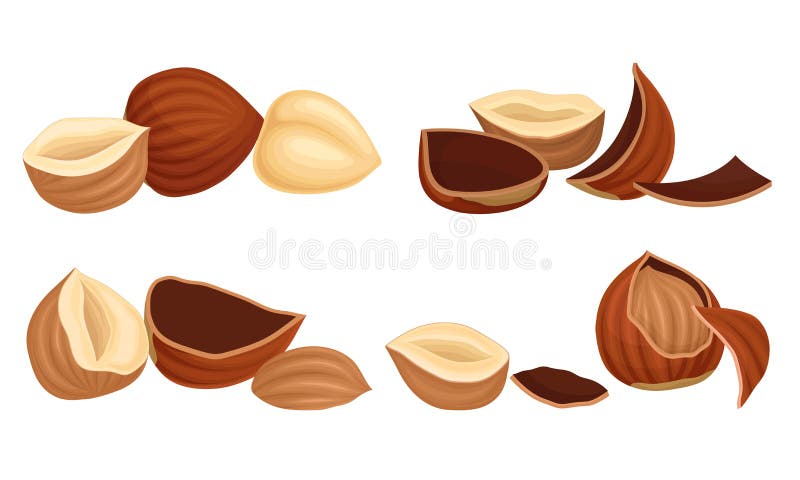 Realistic Hazelnuts with Whole and Cracked Shell Vector Set Stock ...