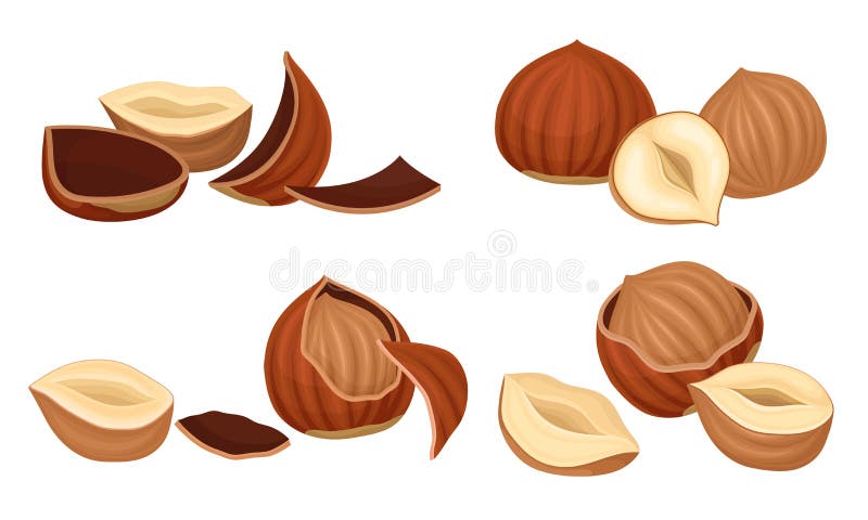 Realistic Hazelnuts with Whole and Cracked Shell Vector Set Stock ...