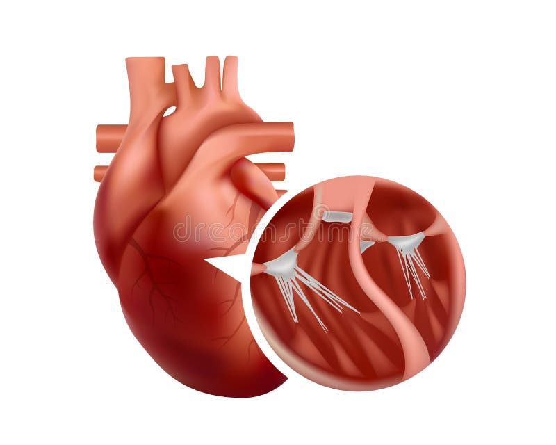 Realistic Heart Anatomy with Close-up Cross-section. 3d Human Heart ...