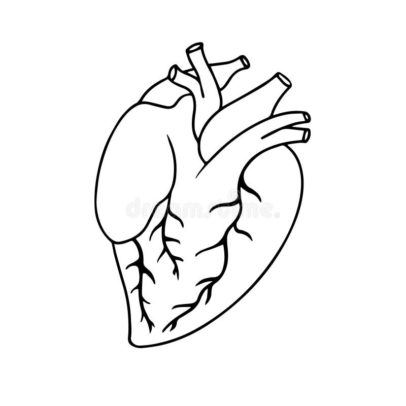 Anatomically Correct Heart Stock Illustrations – 52 Anatomically ...
