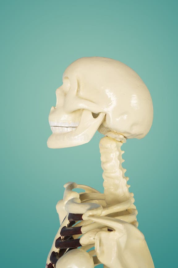 Realistic Human Bone Structure on Studio Stock Photo - Image of female ...