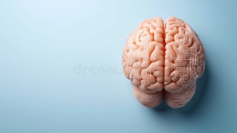 Human Brain Model Technological Background Stock Photos - Free & Royalty-Free Stock Photos from ...