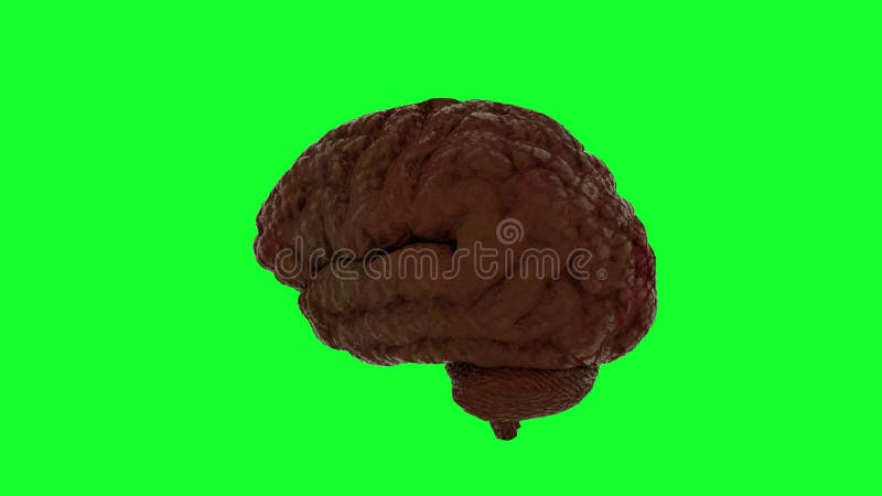 Brain Green Screen Stock Footage & Videos - 909 Stock Videos