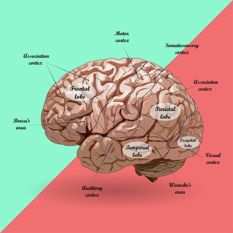 Realistic Human Brain, Scheme Stock Vector - Illustration of diagnosis ...