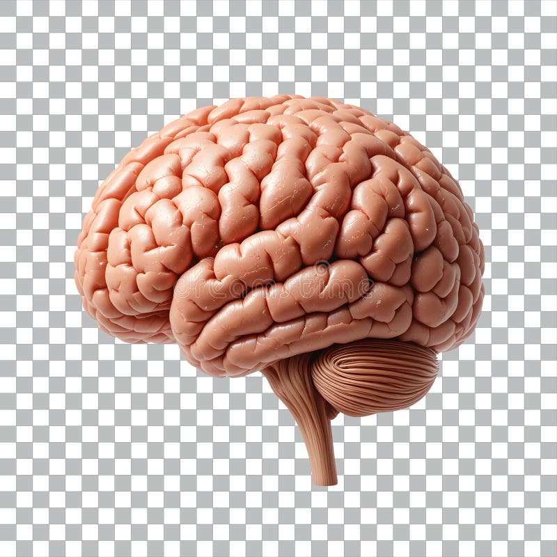 A Realistic Human Brain Side View Isolated on a Transparent Background ...