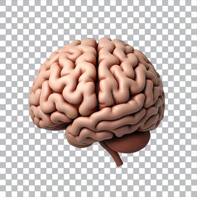A Realistic Human Brain Side View Isolated on a Transparent Background ...