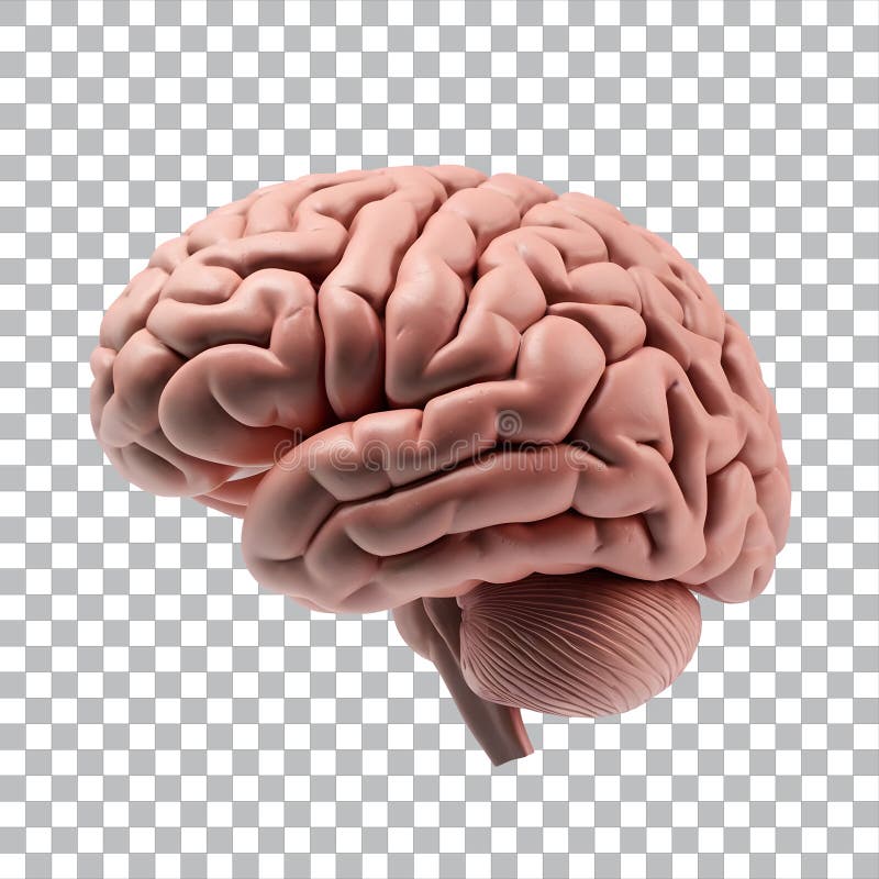 A Realistic Human Brain Side View Isolated on a Transparent Background ...