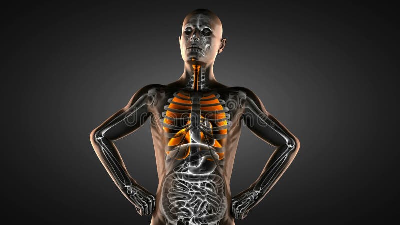 Realistic Human Chest Radiography Scan Stock Footage - Video of ...