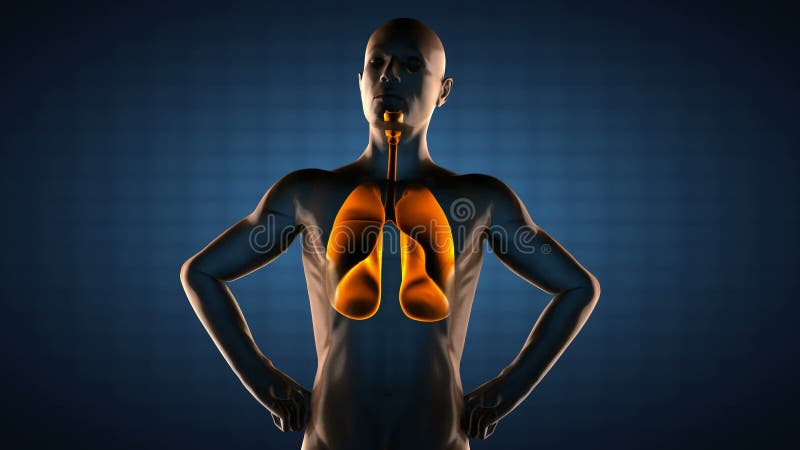 Abdominal CT Scan or Abdomen Mri Stock Footage - Video of anatomy ...