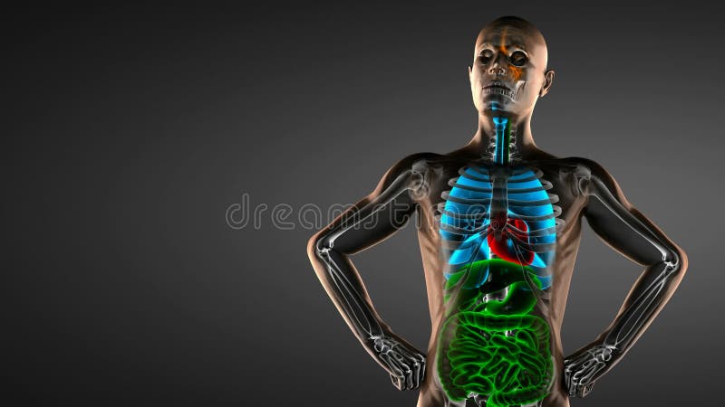 Realistic Human Entrails Radiography Scan Stock Footage - Video of male ...