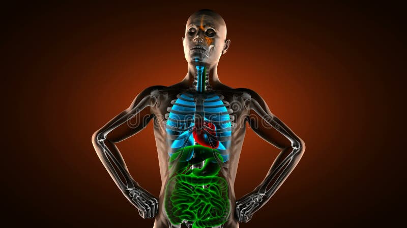 Realistic Human Entrails Radiography Scan Stock Video - Video of organ ...