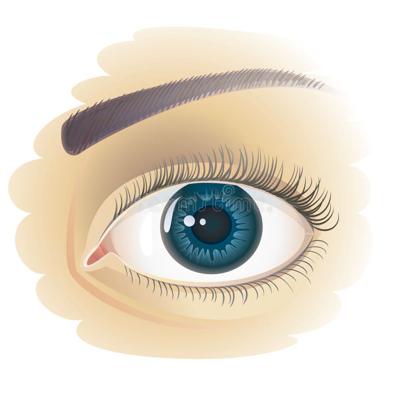 Realistic human eye stock vector. Illustration of staring - 15884211