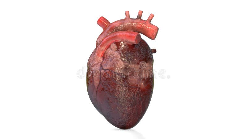 Realistic Human Heart Palpitations Stock Illustration - Illustration of ...